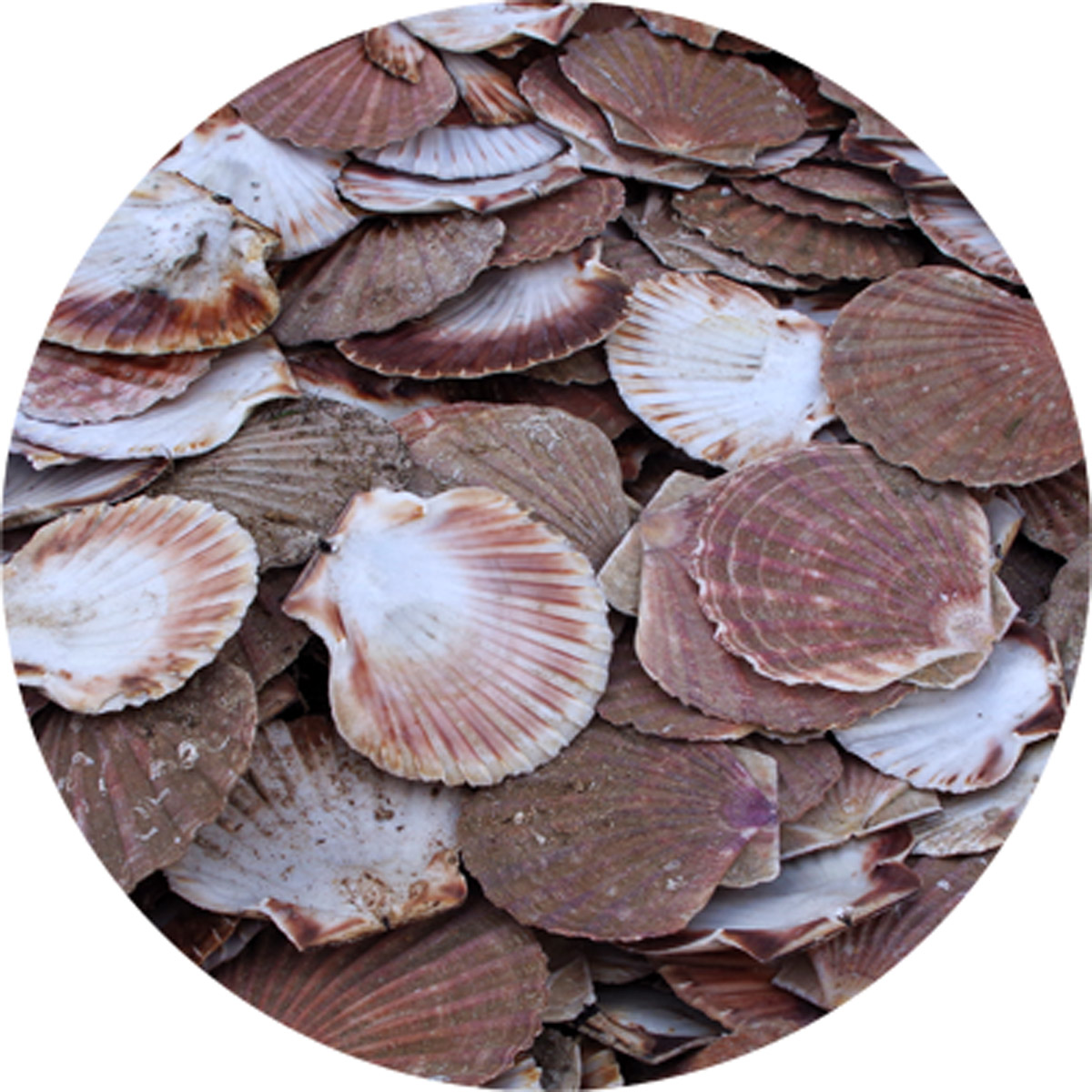 Buy Sea Shells - Flat Scallop | Specialist Aggregates Ltd