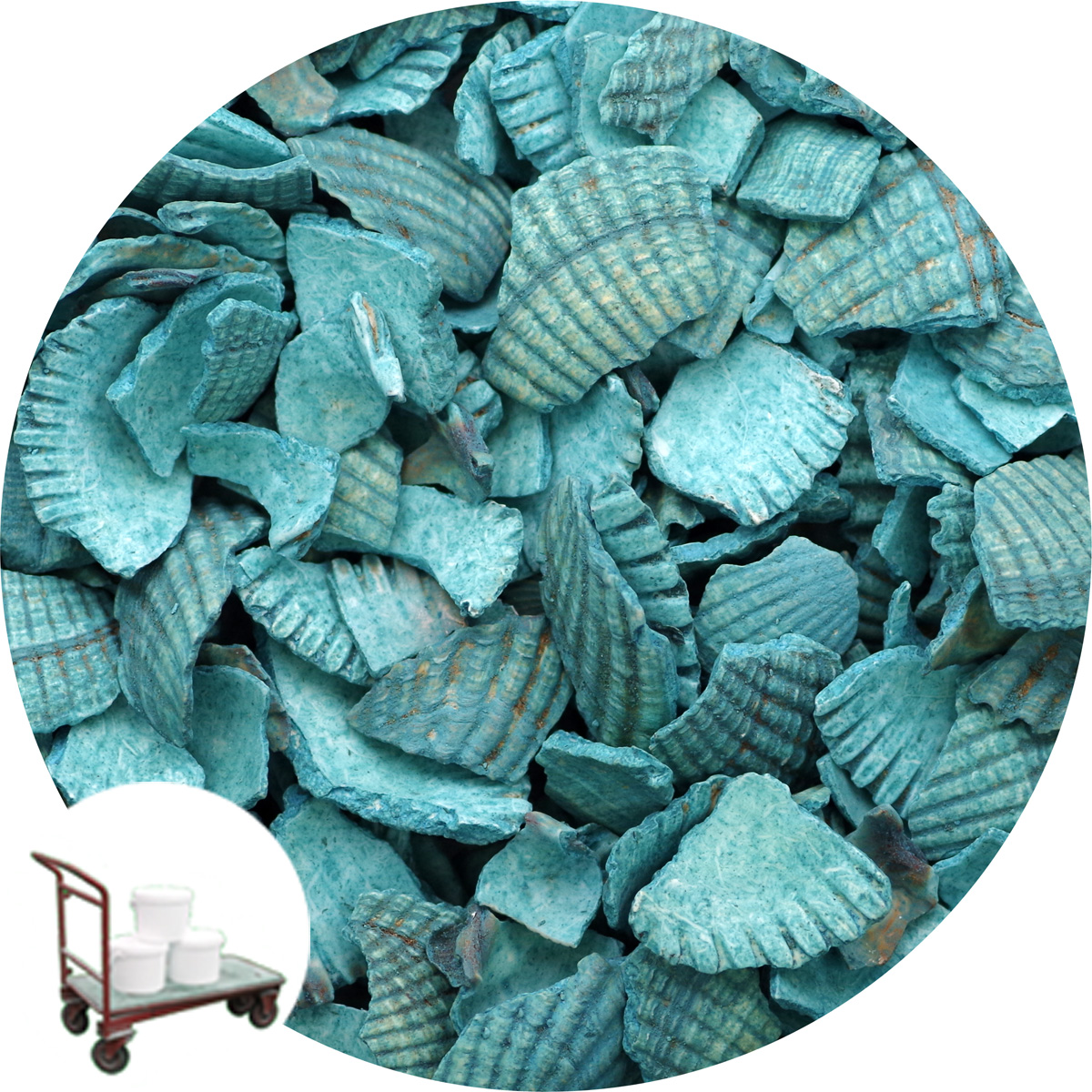 Buy Coloured Sea Shells - Turquoise Splash - Collect | Specialist ...