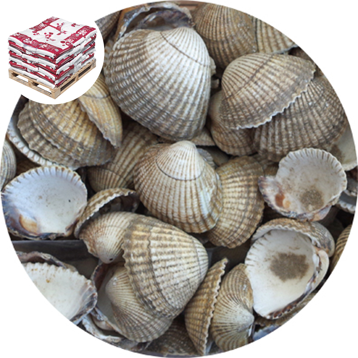 Buy Sea Shells - Whole Cockle | Specialist Aggregates Ltd