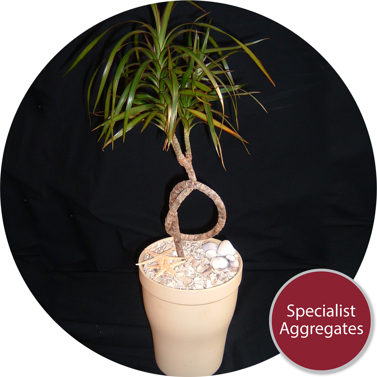 Buy Crushed Sea Shells - Cockle | Specialist Aggregates Ltd