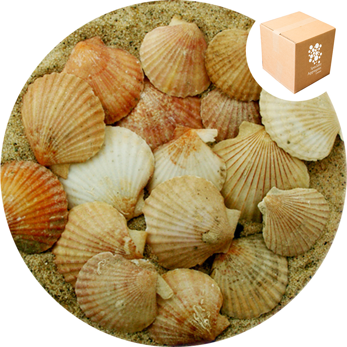 Buy Sea Shells - Natural Queenie Scallop | Specialist Aggregates Ltd
