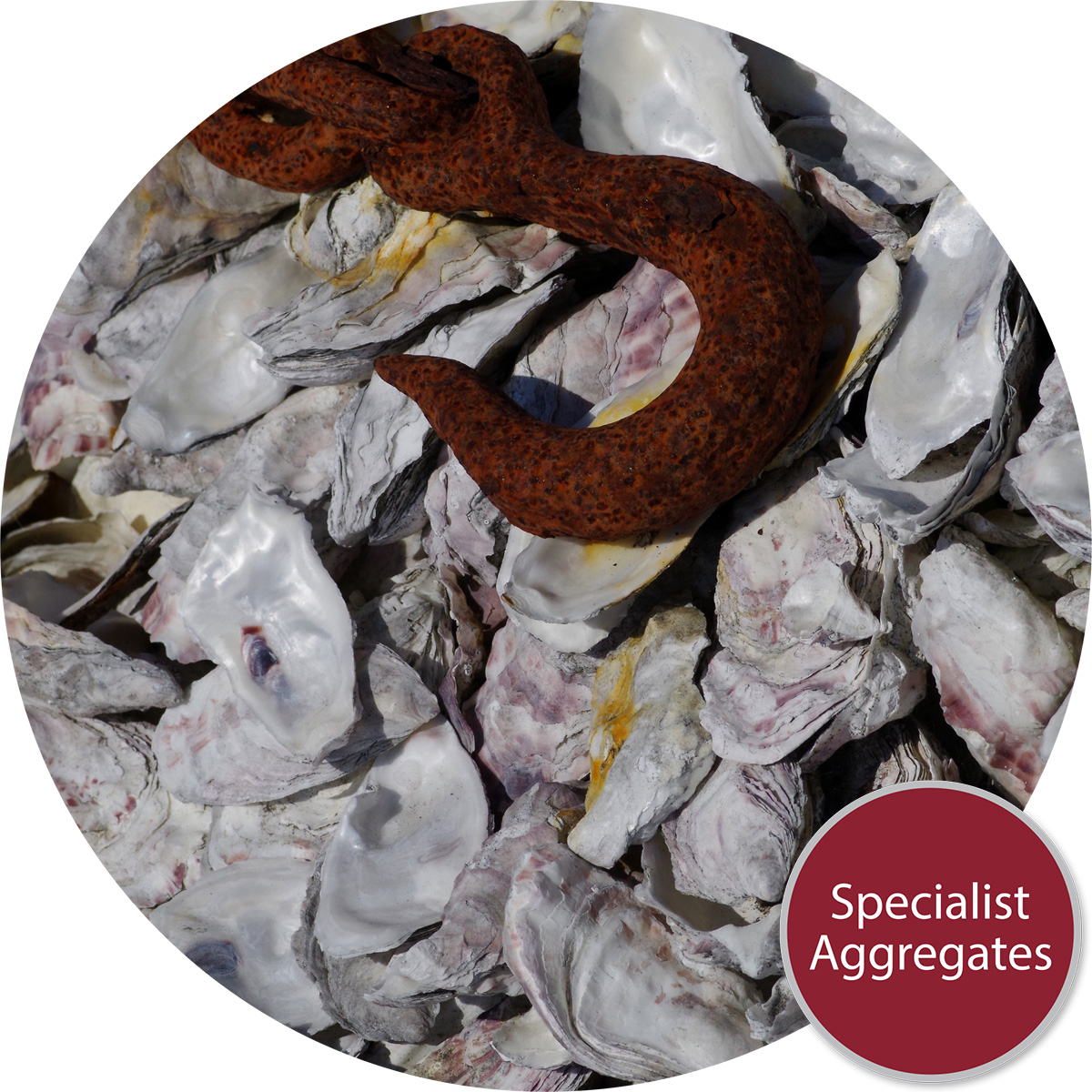 Buy Sea Shells - Natural Oyster | Specialist Aggregates Ltd