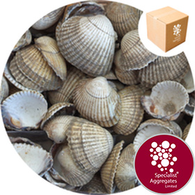 Buy Sea Shells - Natural Whole Cockle | Specialist Aggregates Ltd